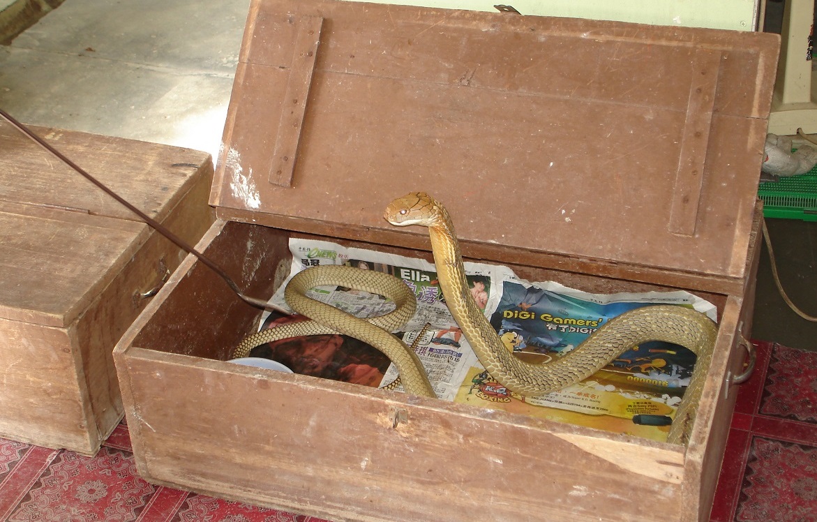 Cultural Views on Snakes – My quest blog